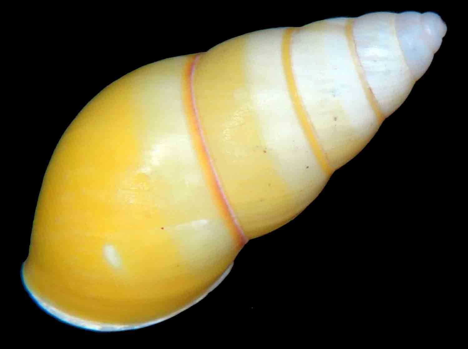 L'Arca di Noè - Amphidromus quadrasi Land Snail Shell Terrestrial Air ...