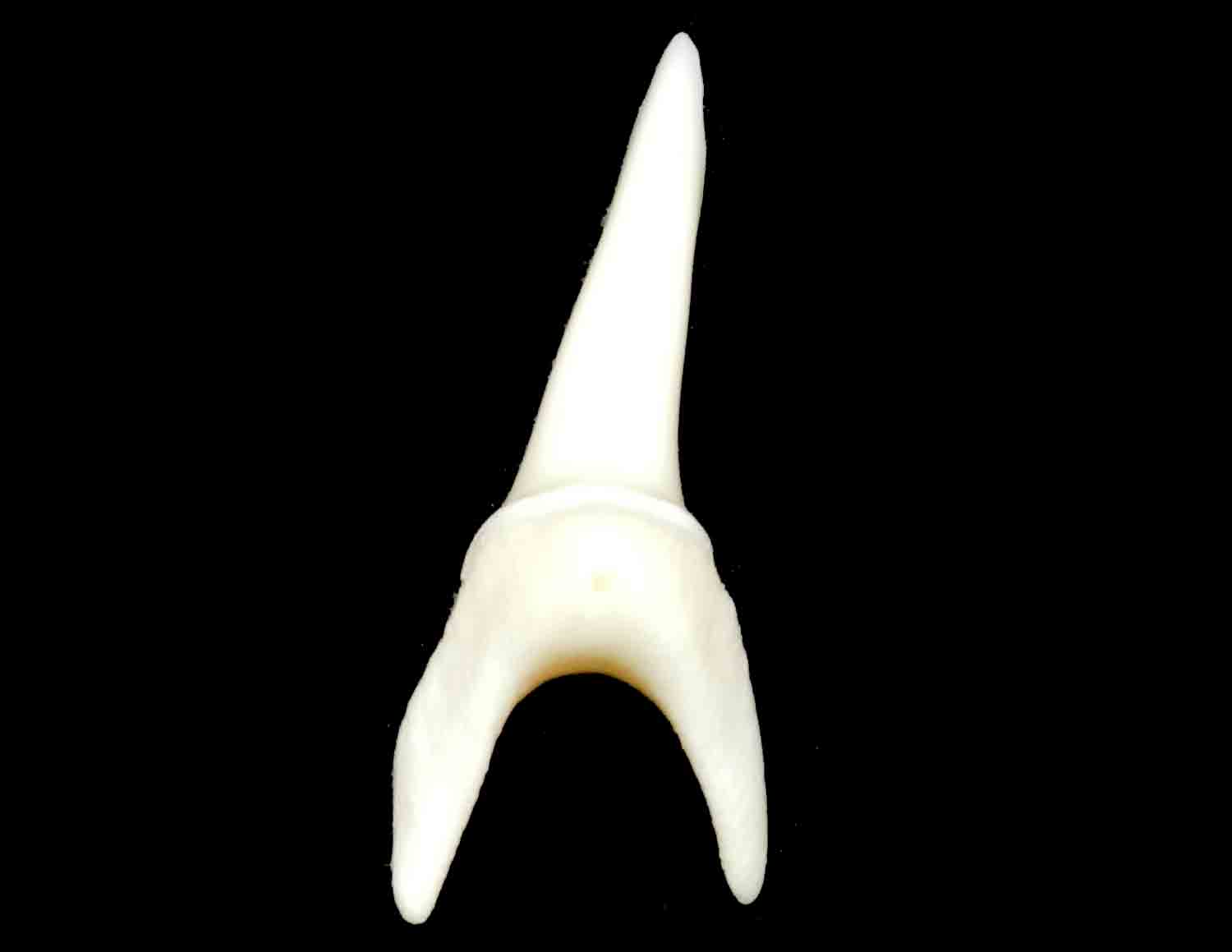 L'Arca di Noè - Isurus oxyrinchus Dente Squalo Mako (3) Pescecani Pesci ...