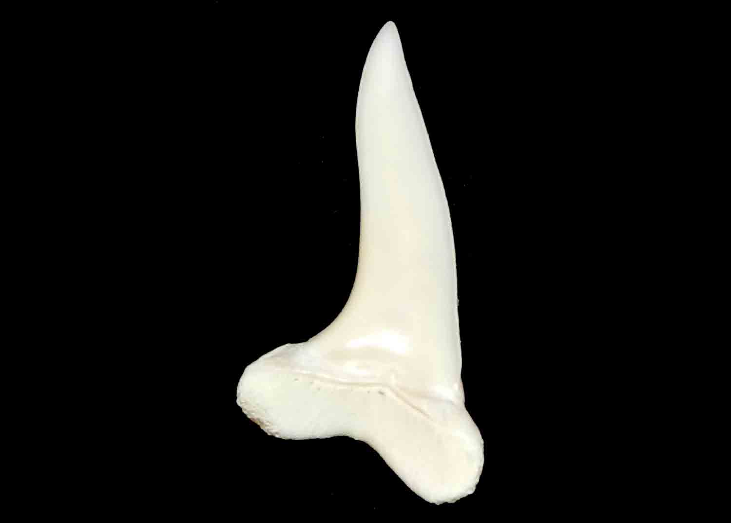 L'Arca di Noè - Isurus oxyrinchus Dente Squalo Mako (4) Pescecani Pesci ...