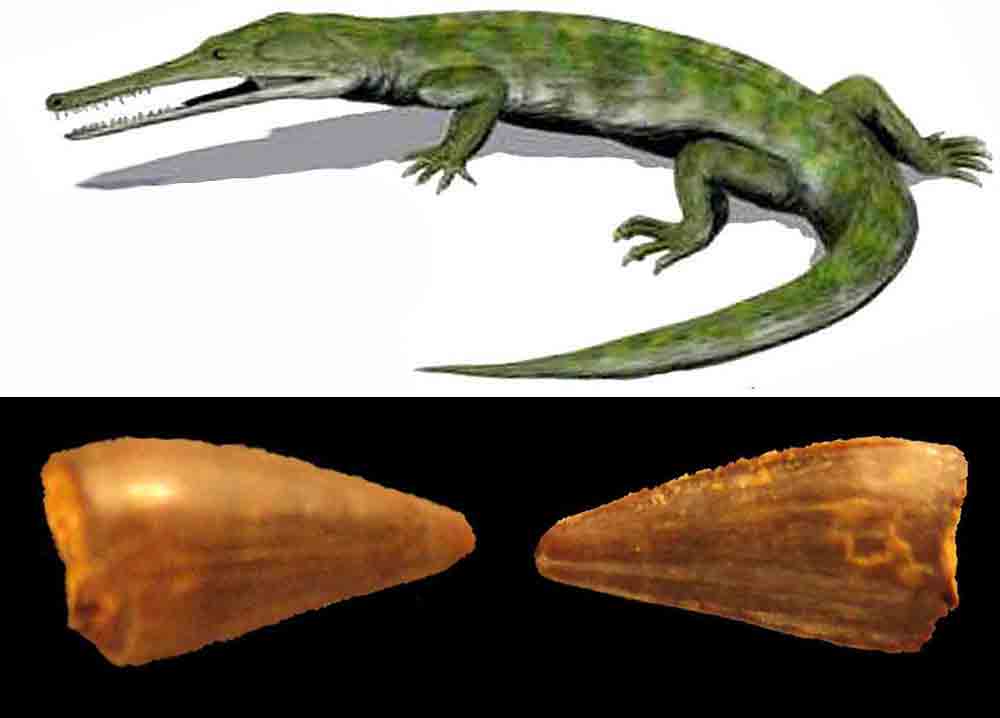 Champsosaurus