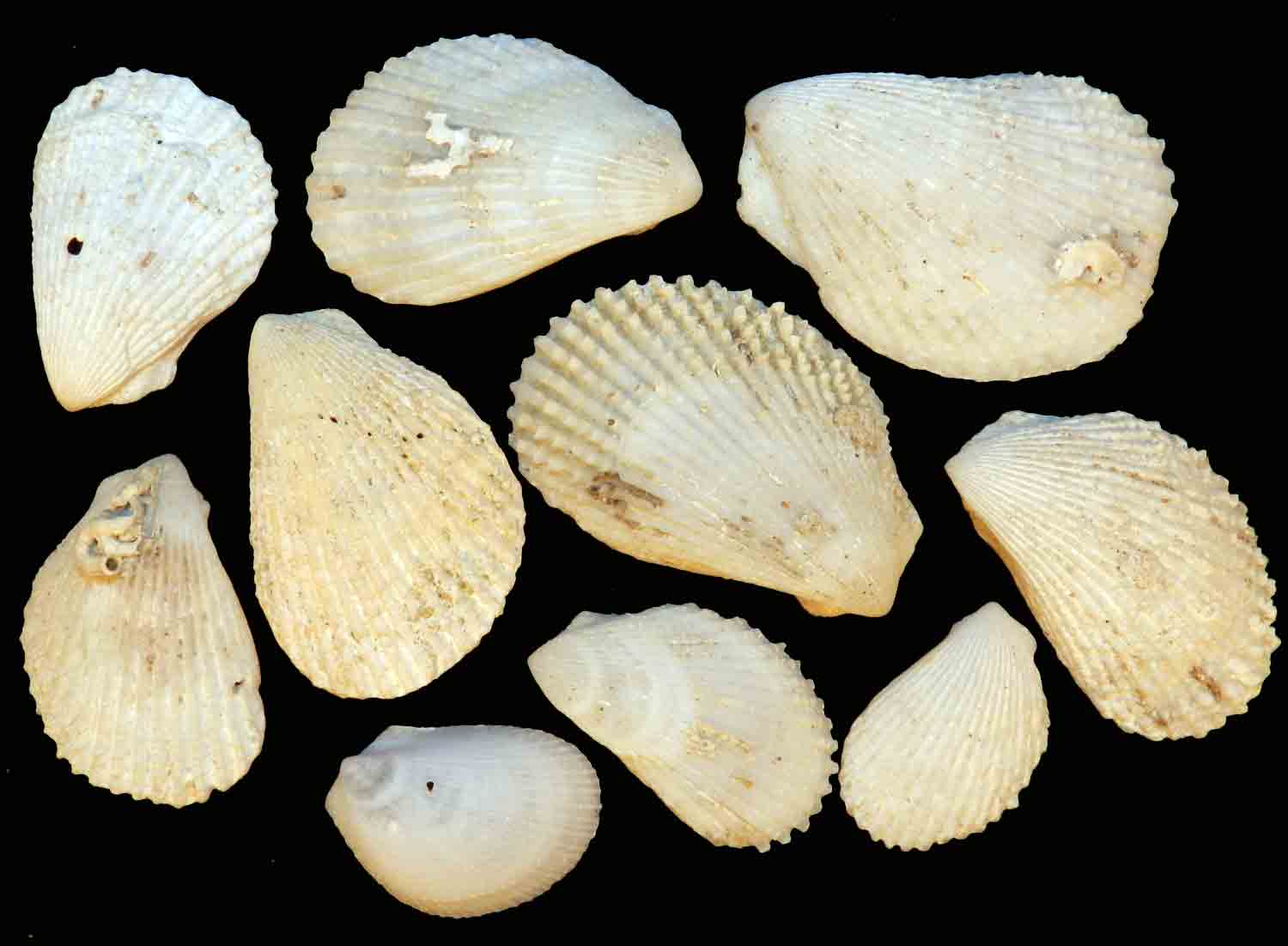 Hi i got This Fossils From the sister of my Grand ma : r/fossilid