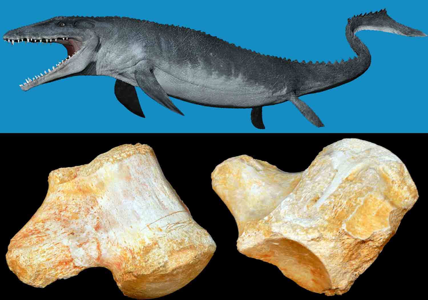 Giant Mosasaurs Skull